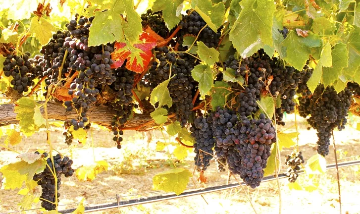 Grapes galore | Eats | Santa Maria Sun