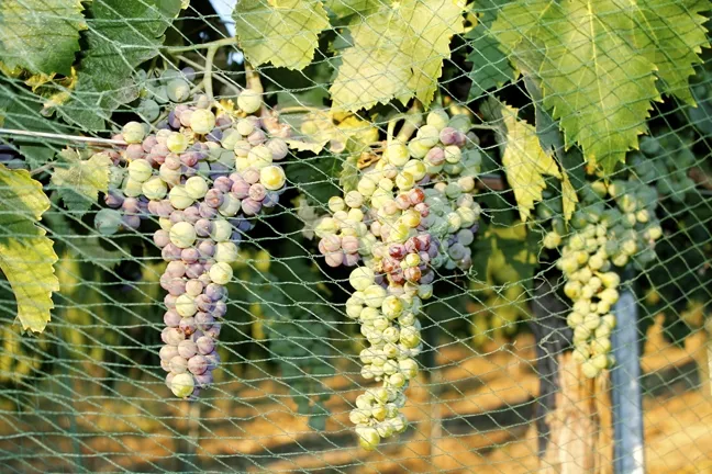Grapes galore | Eats | Santa Maria Sun